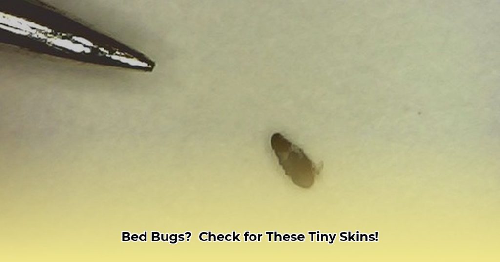 Bed Bug Cast Skins: A Sure Sign of Bed Bugs? What to Do Next - The ...