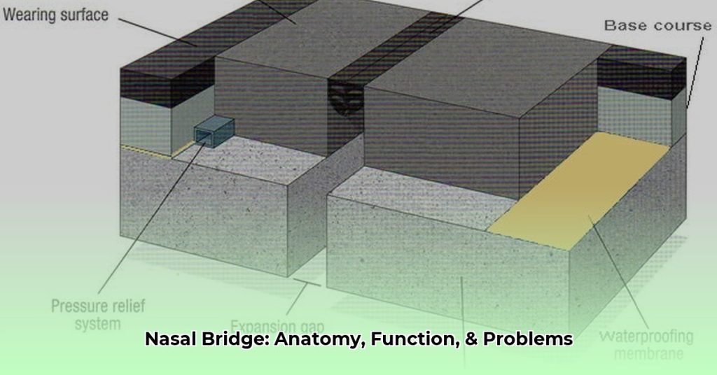 Understanding Nasal Bridge Anatomy, Function, and Deformities - The ...