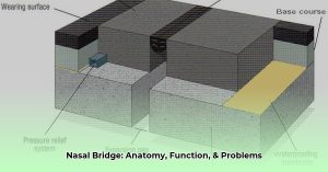 Understanding Nasal Bridge Anatomy, Function, and Deformities - The ...