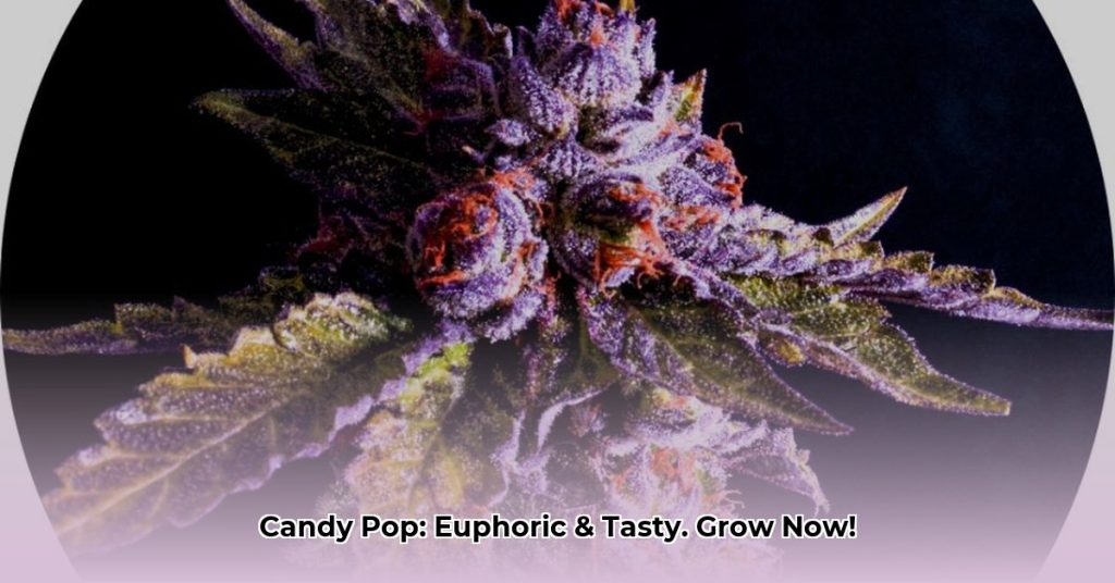 Candy Pop Strain Review: Effects, Flavor & Grow Guide - The Green Grid