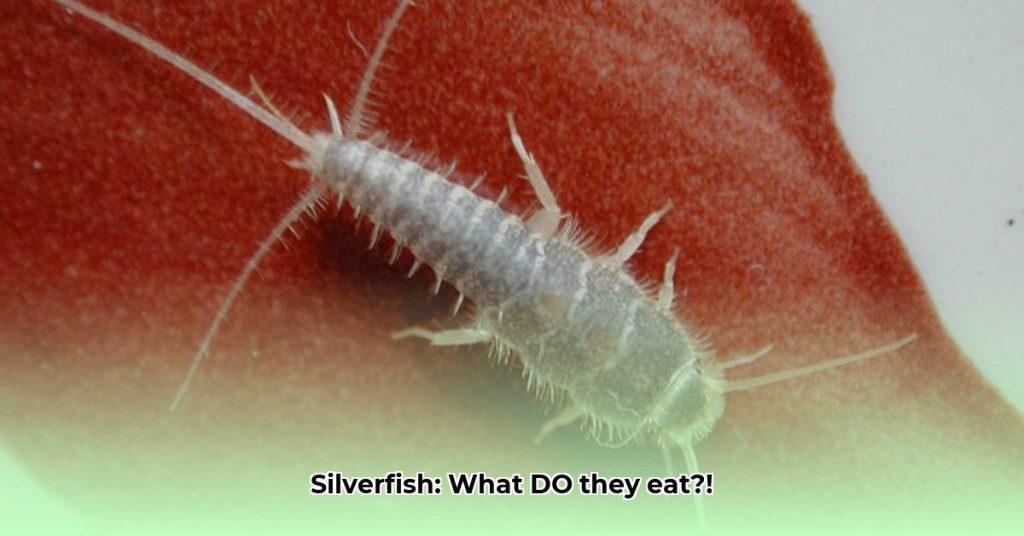 What Do Silverfish Eat? A Comprehensive Guide to Their Food Sources ...