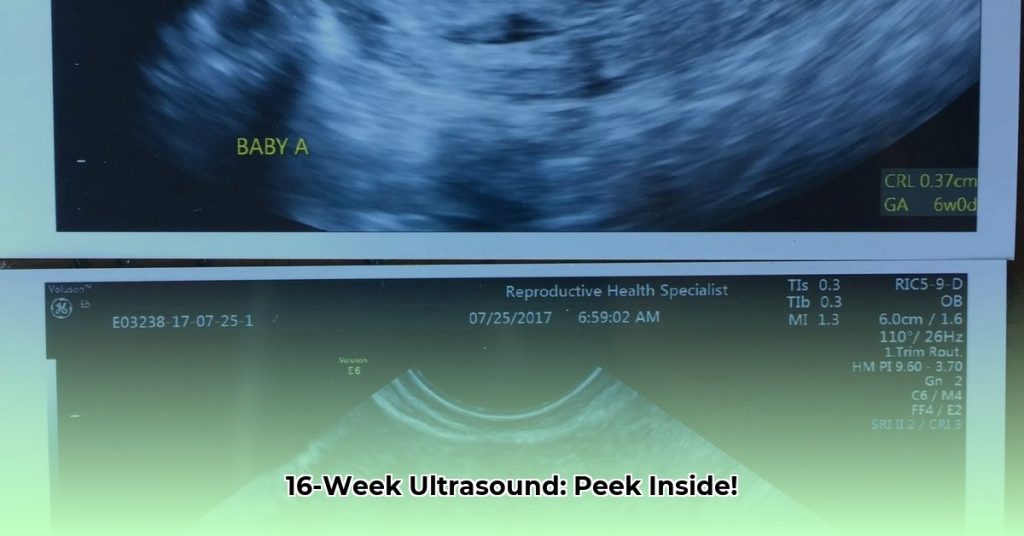 Your 16-Week Ultrasound: What to Expect, See, and Learn - The Green Grid