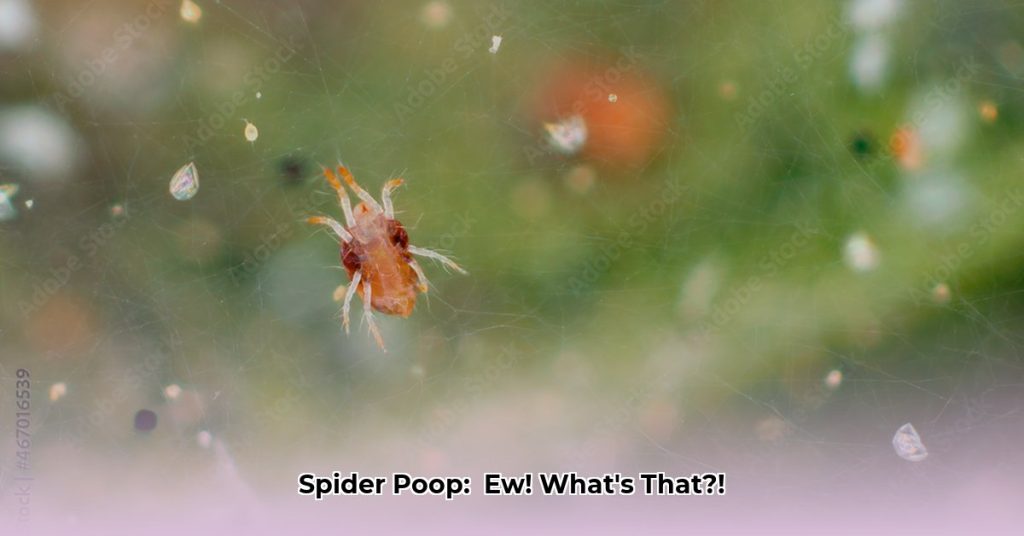 Spider Faeces: What It Looks Like, How to Clean It, and Prevent It ...