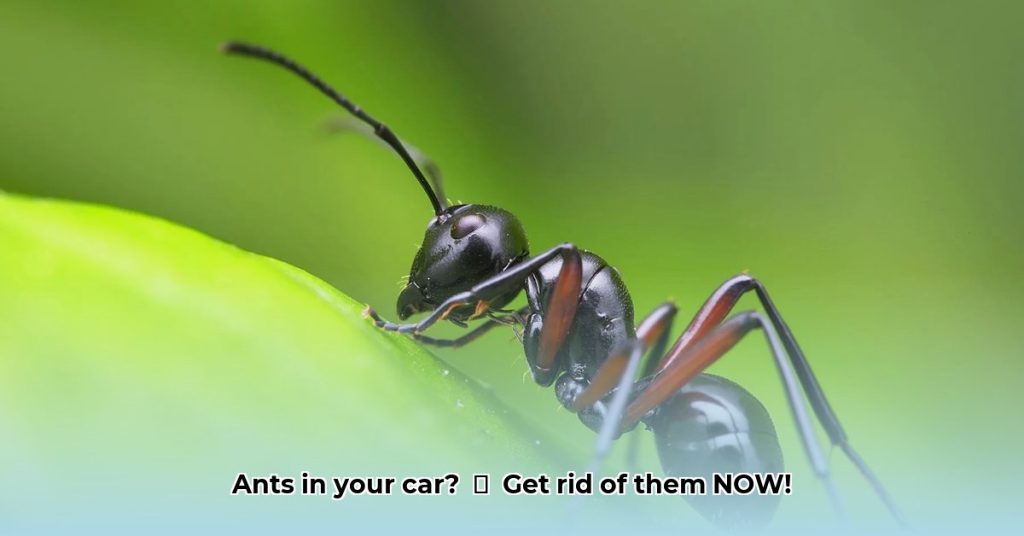 Ants in Car? Fast Removal Guide: DIY & Pro Solutions - The Green Grid